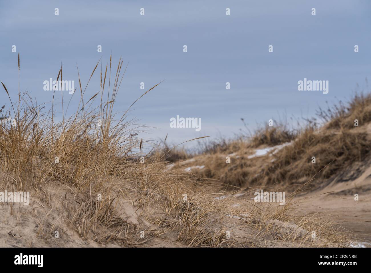 Sand dunes weeds on beach hi-res stock photography and images - Alamy