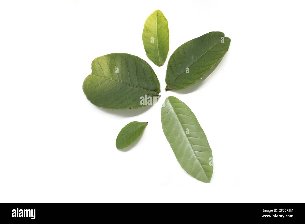 Beautiful shot guava leaves hi-res stock photography and images - Alamy