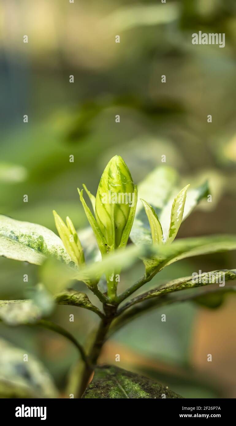 A selective focus shot of a branch of Estragon green and yellow leaves ...