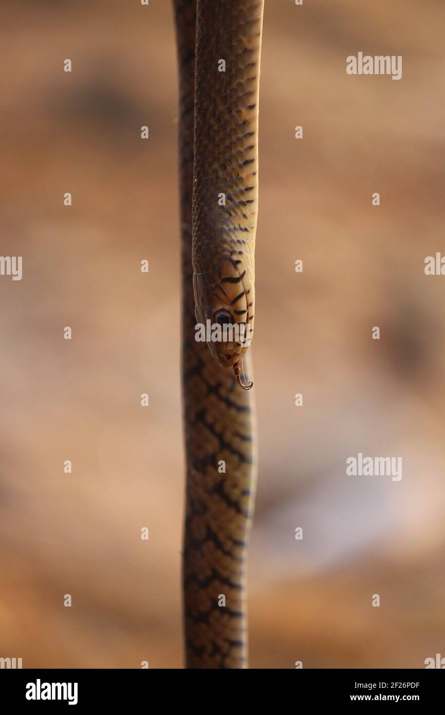 Patterned reptile hi-res stock photography and images - Alamy