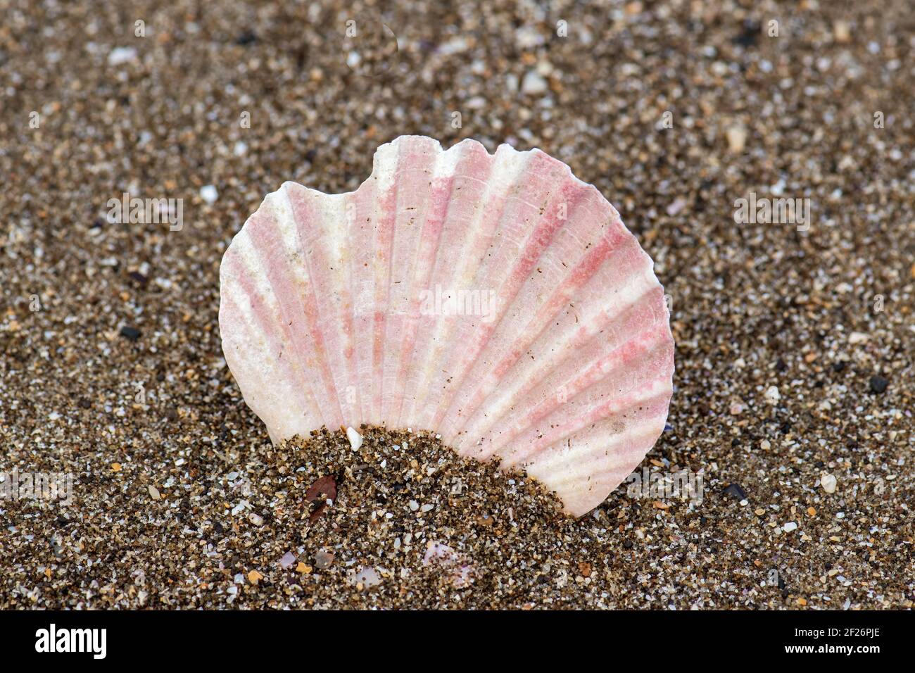 Shell stuck in sand hi-res stock photography and images - Alamy