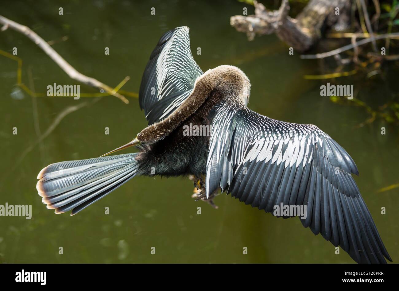 American anhingas hi-res stock photography and images - Alamy