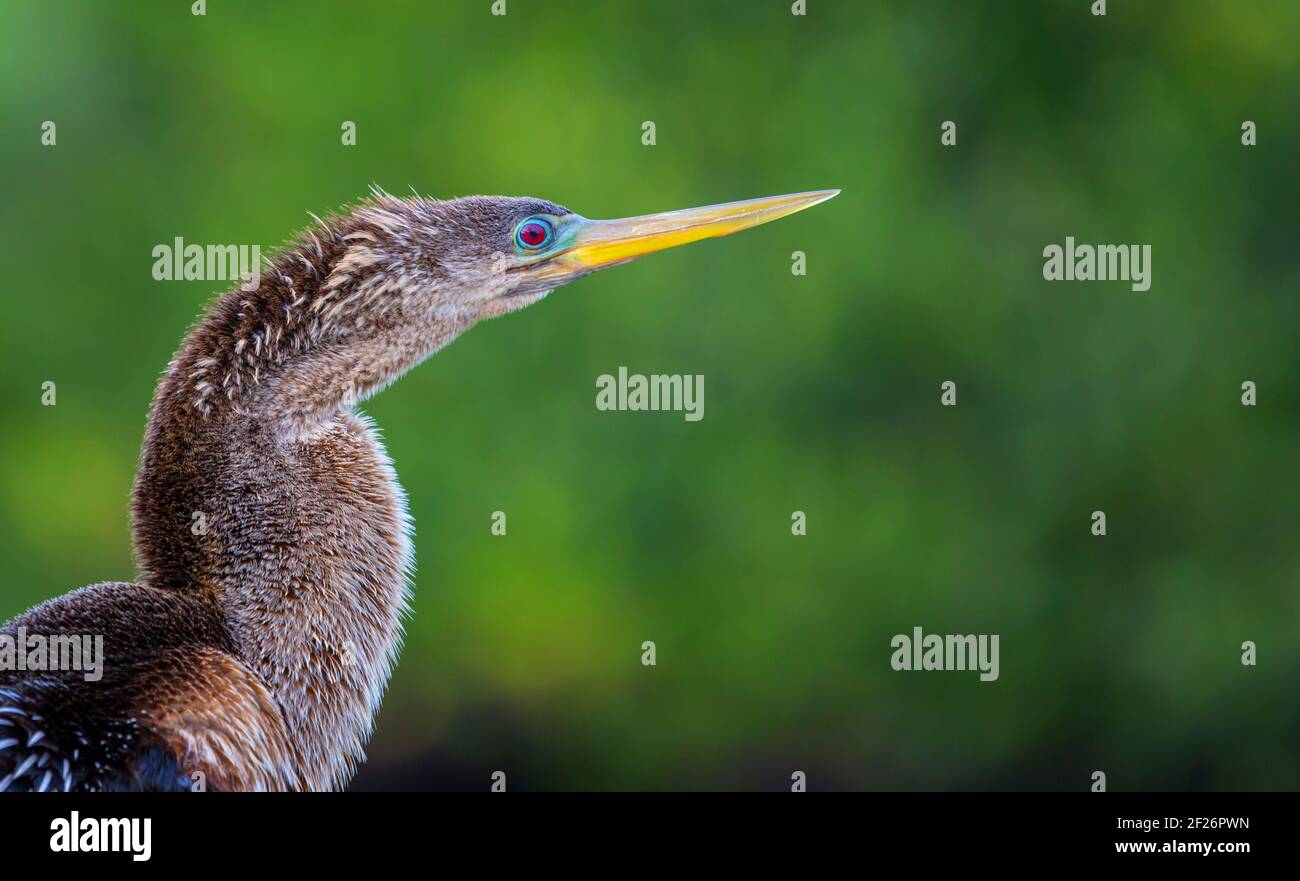 American anhingas hi-res stock photography and images - Alamy