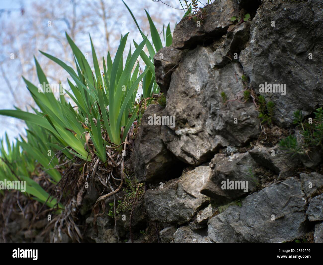 crumbling stone wall with plants on top Stock Photo - Alamy