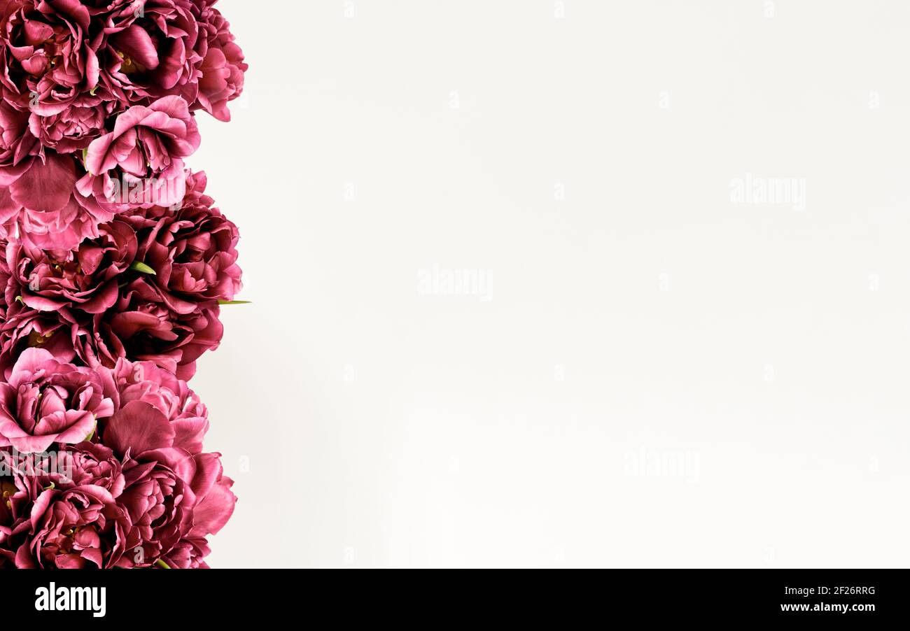 Floral frame made of purple peony tulips flowers on white background ...