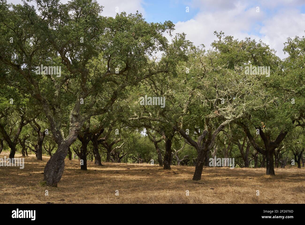 Cork trees in autumn fall in beautiful Alentejo nature landscape in ...