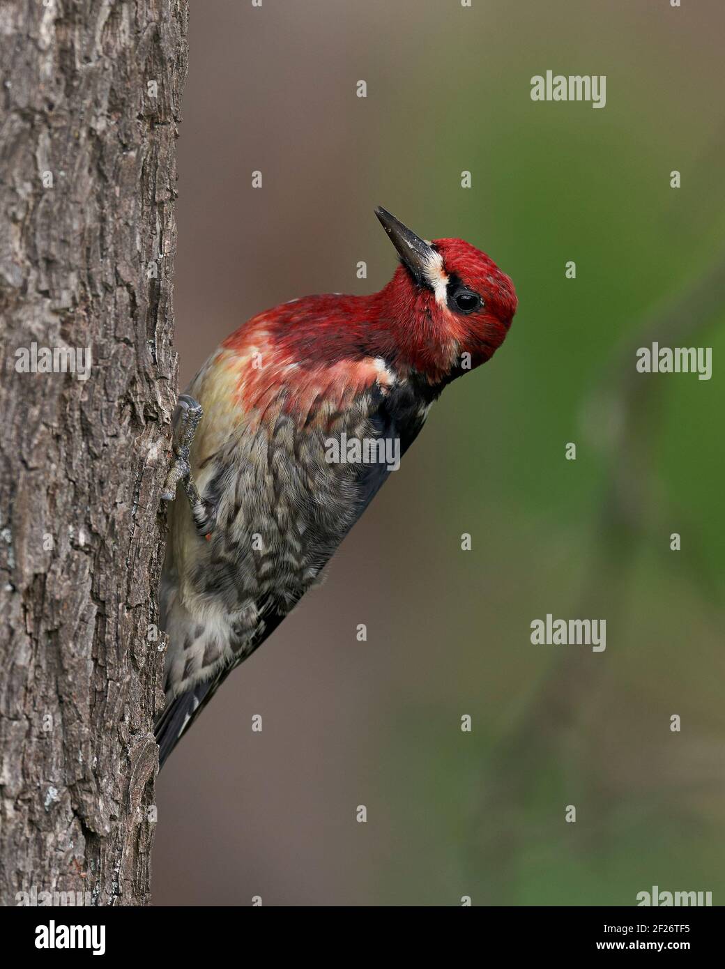 Red breasted sapsuckers hi-res stock photography and images - Alamy