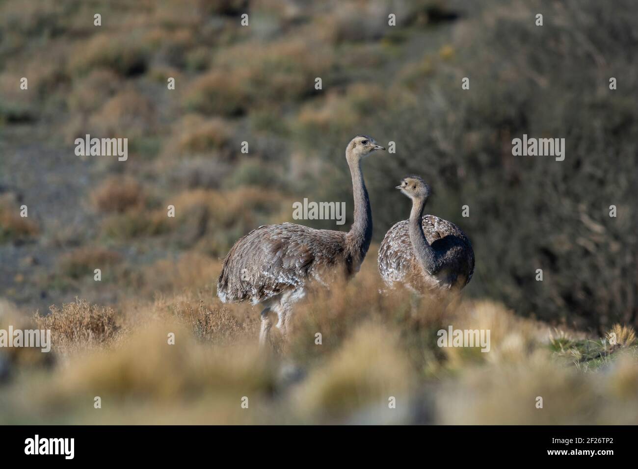Lesser Rhea Chile High Resolution Stock Photography and Images - Alamy