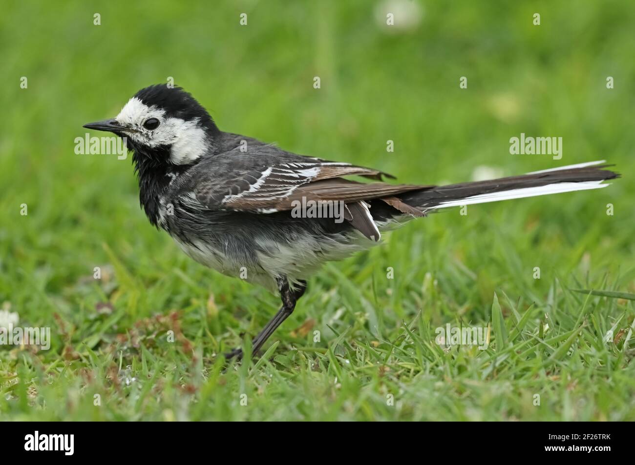 Female pied wagtail hi-res stock photography and images - Alamy