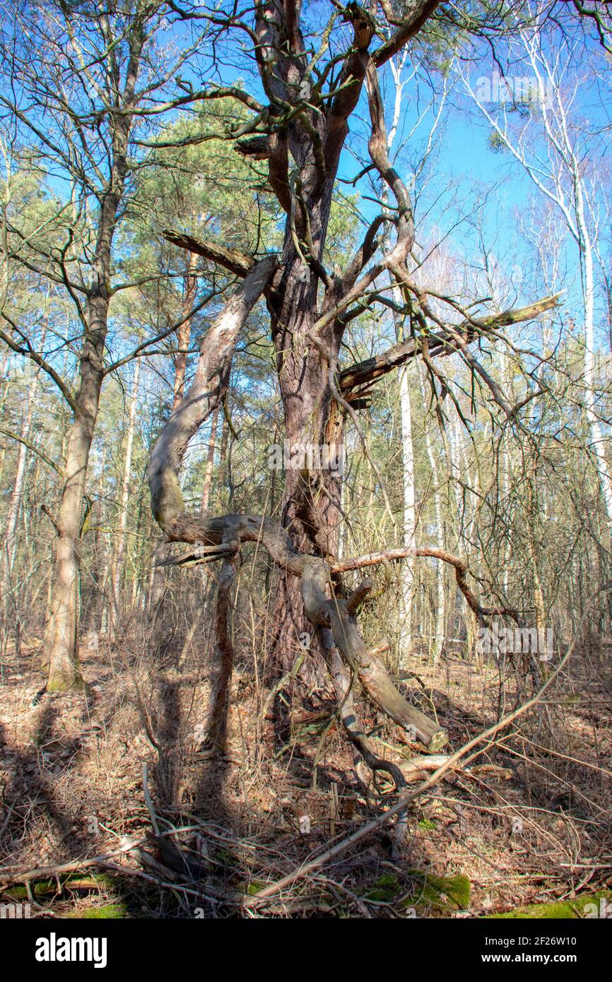 Old destroyed tree in Doeberitzer heide Brandenburg Stock Photo - Alamy