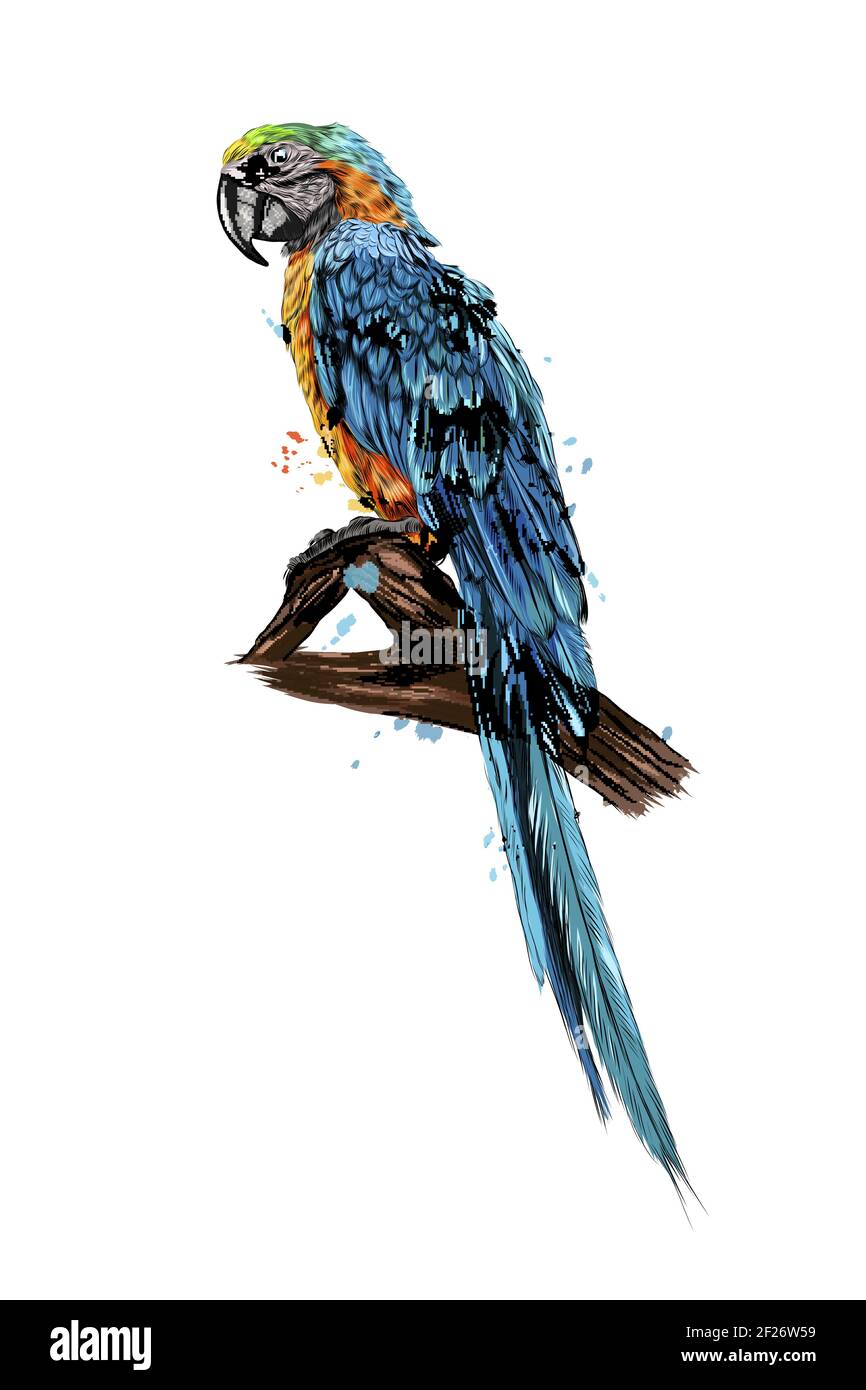 Macaw Drawing