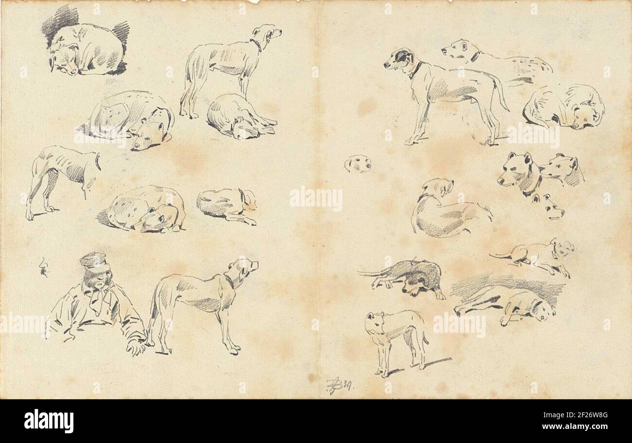 Studies of dogs Stock Photo - Alamy