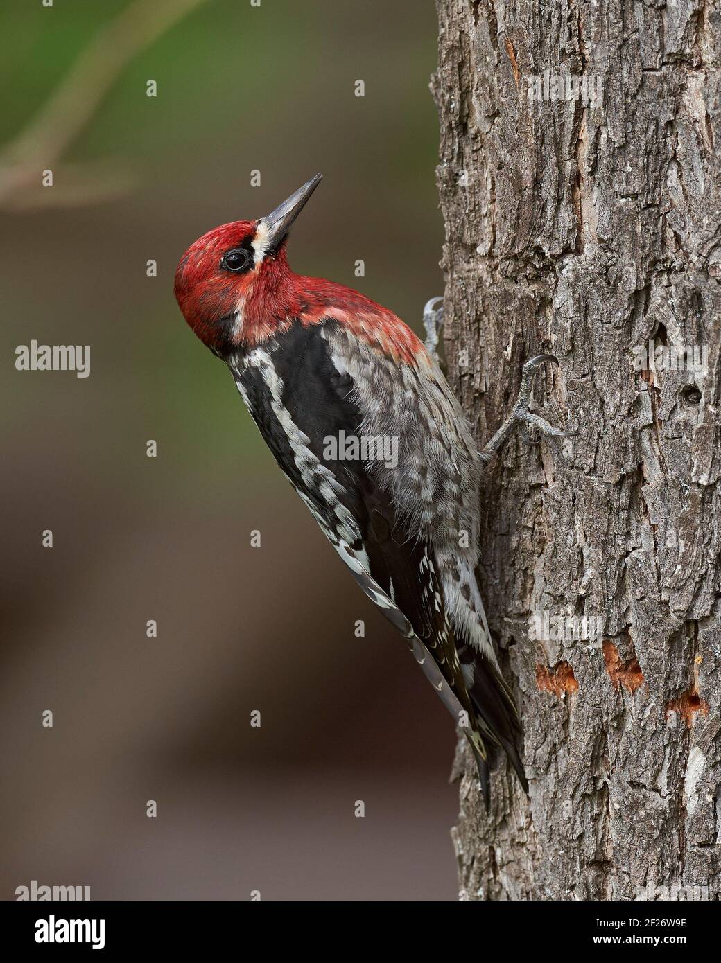 Red breasted sapsuckers hi-res stock photography and images - Alamy