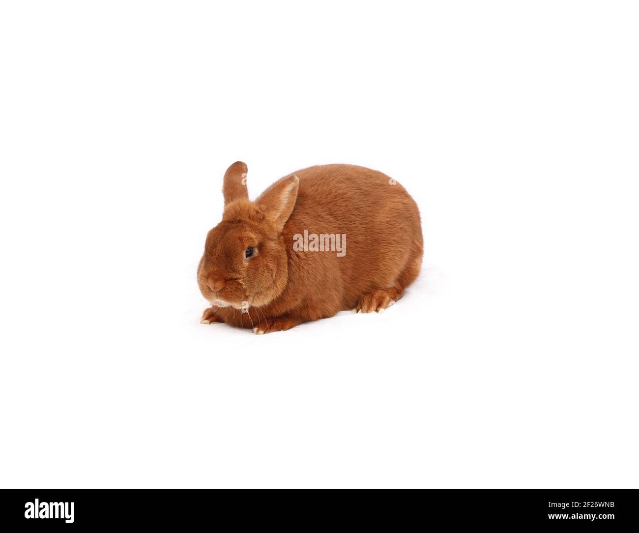 New Zealand purebred red rabbit on white cloth against white background ...