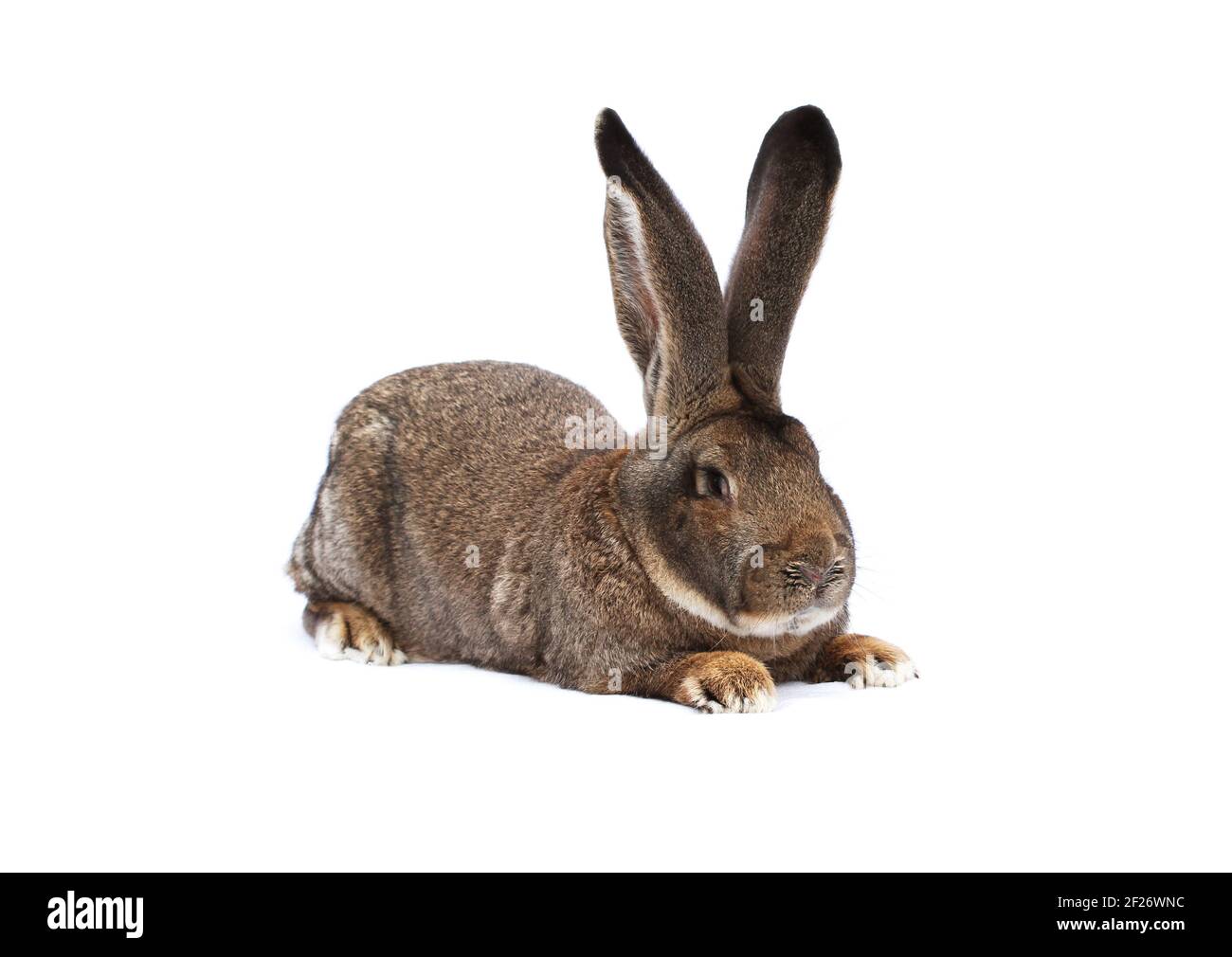 Purebred rabbit Belgian Giant on white cloth against white background ...