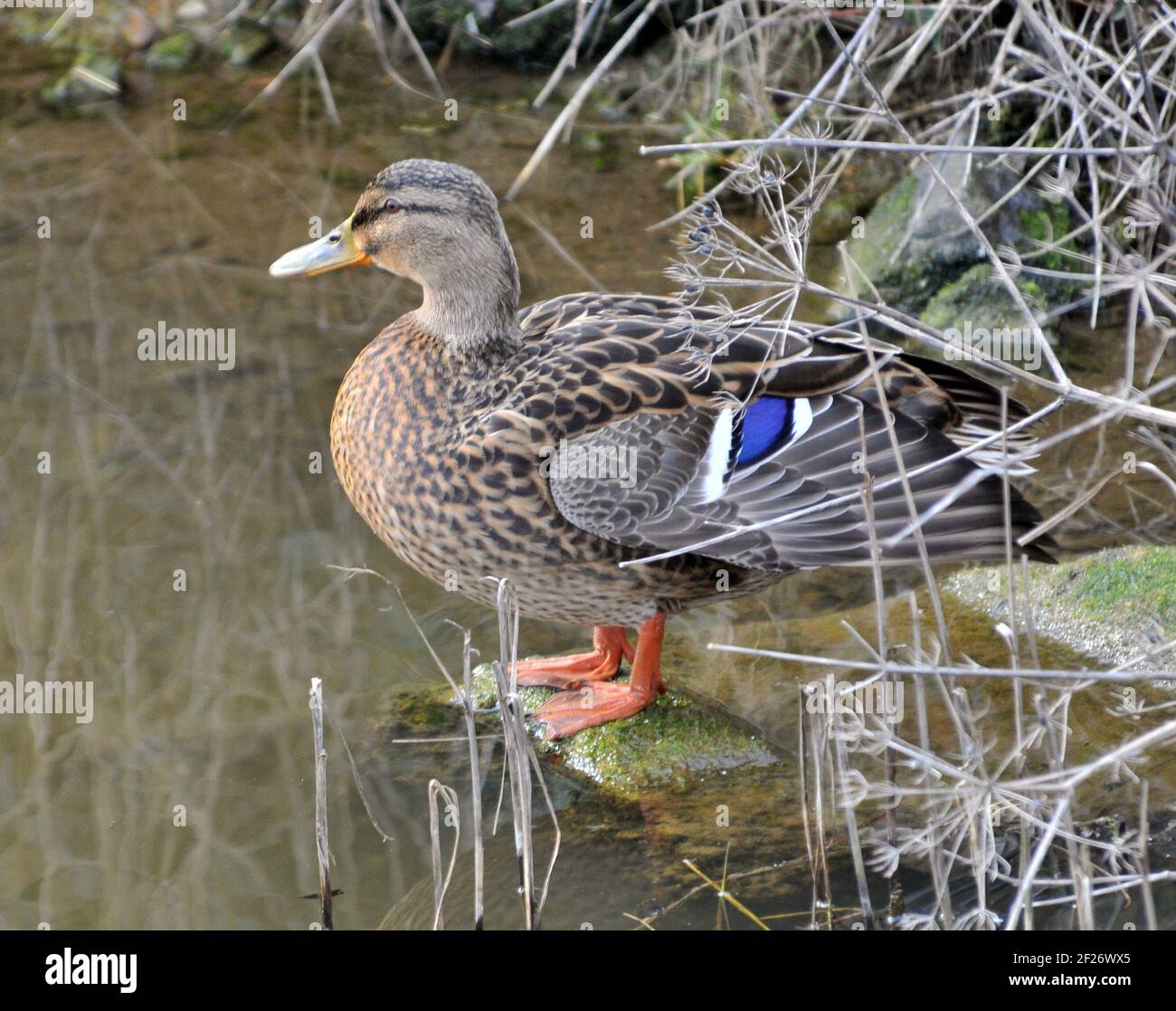 Duck castle shore park hi-res stock photography and images - Alamy