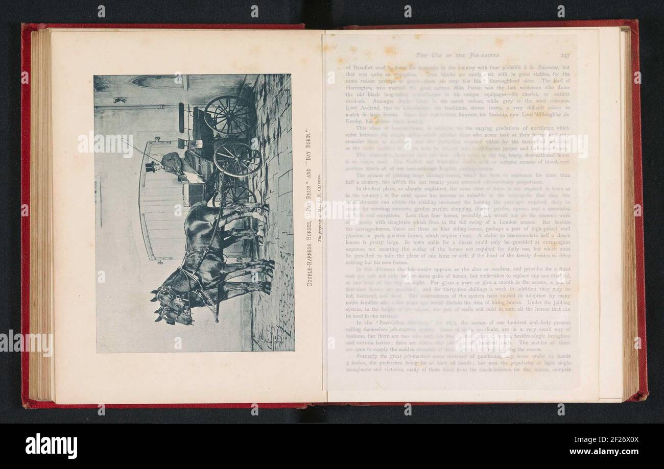 Two horses for a carriage with a man on the goat; Double-Harness Horses ...