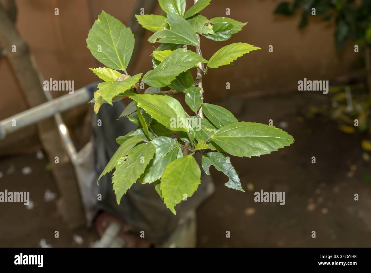 A selective focus shot of a plant tree branch with damaged leaves Stock ...