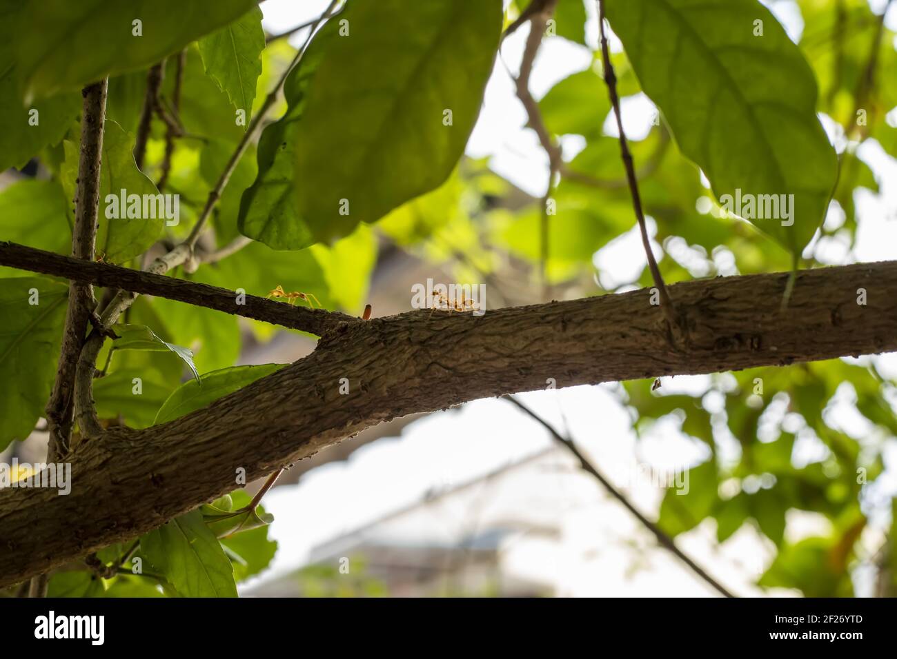 A selective focus shot of a plant tree branch with green leaves on it ...