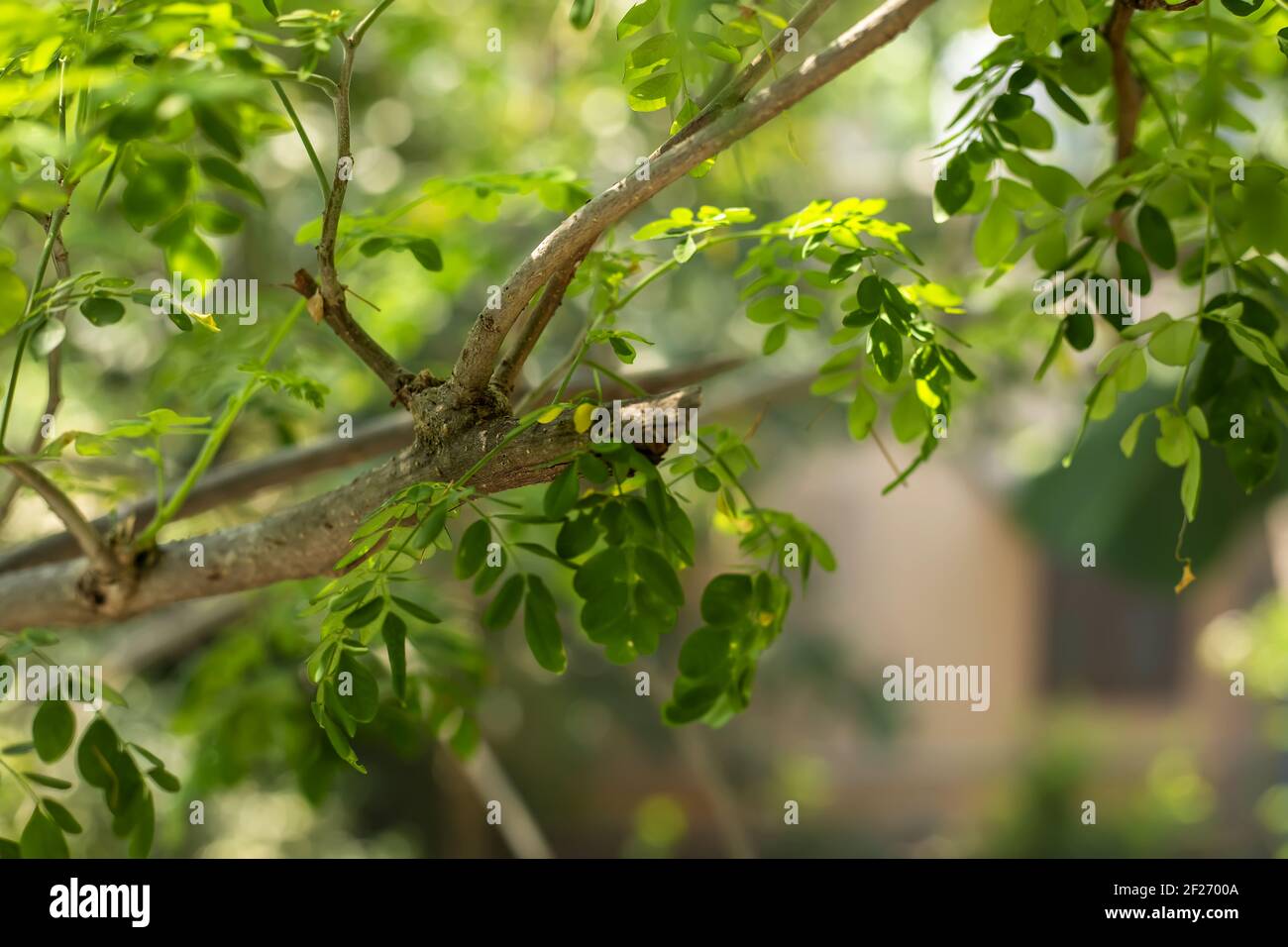 A selective focus shot of a plant tree branch with green leaves on it ...