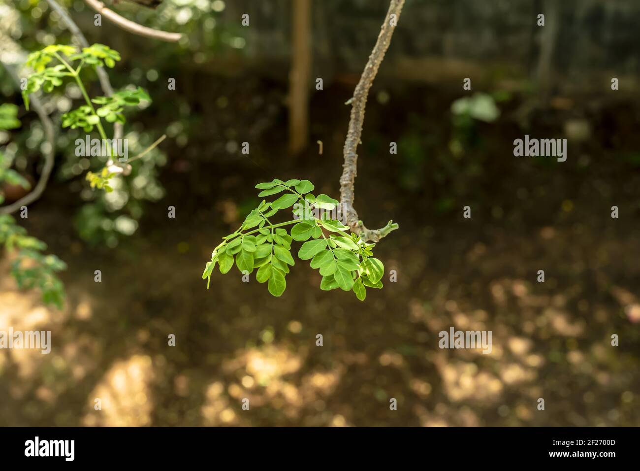 A selective focus shot of a plant tree branch with green leaves on it ...