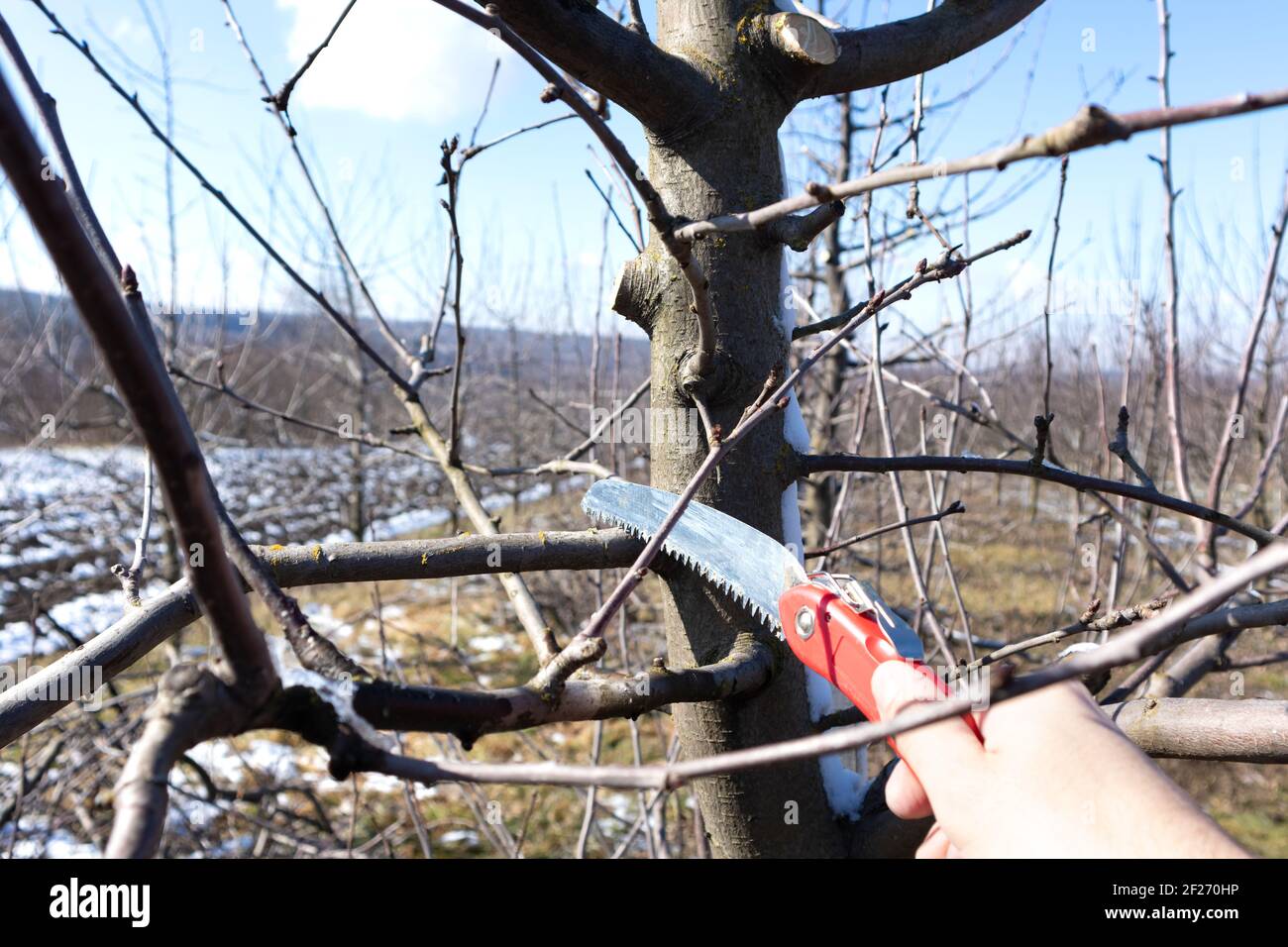 Pruning apple tree in orchard. A apple orchard in the sun on a blue sky ...