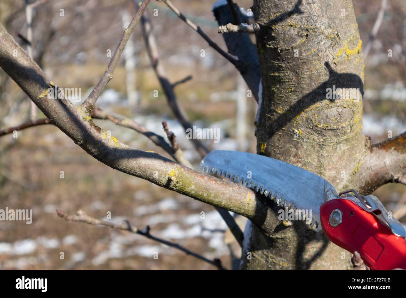 Pruning apple tree in orchard. A apple orchard in the sun on a blue sky ...
