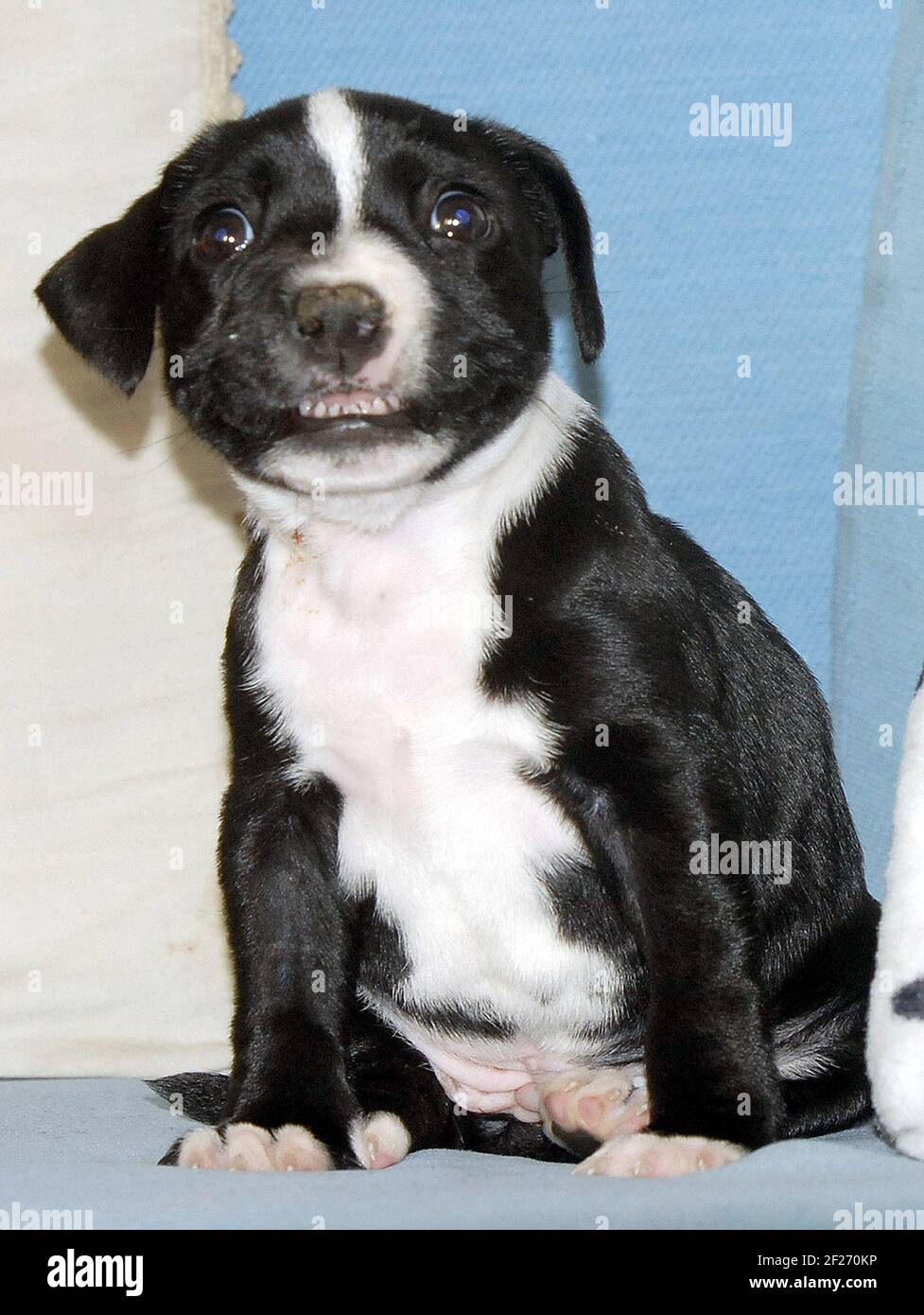 Old staffordshire bull terrier hi-res stock photography and images - Alamy
