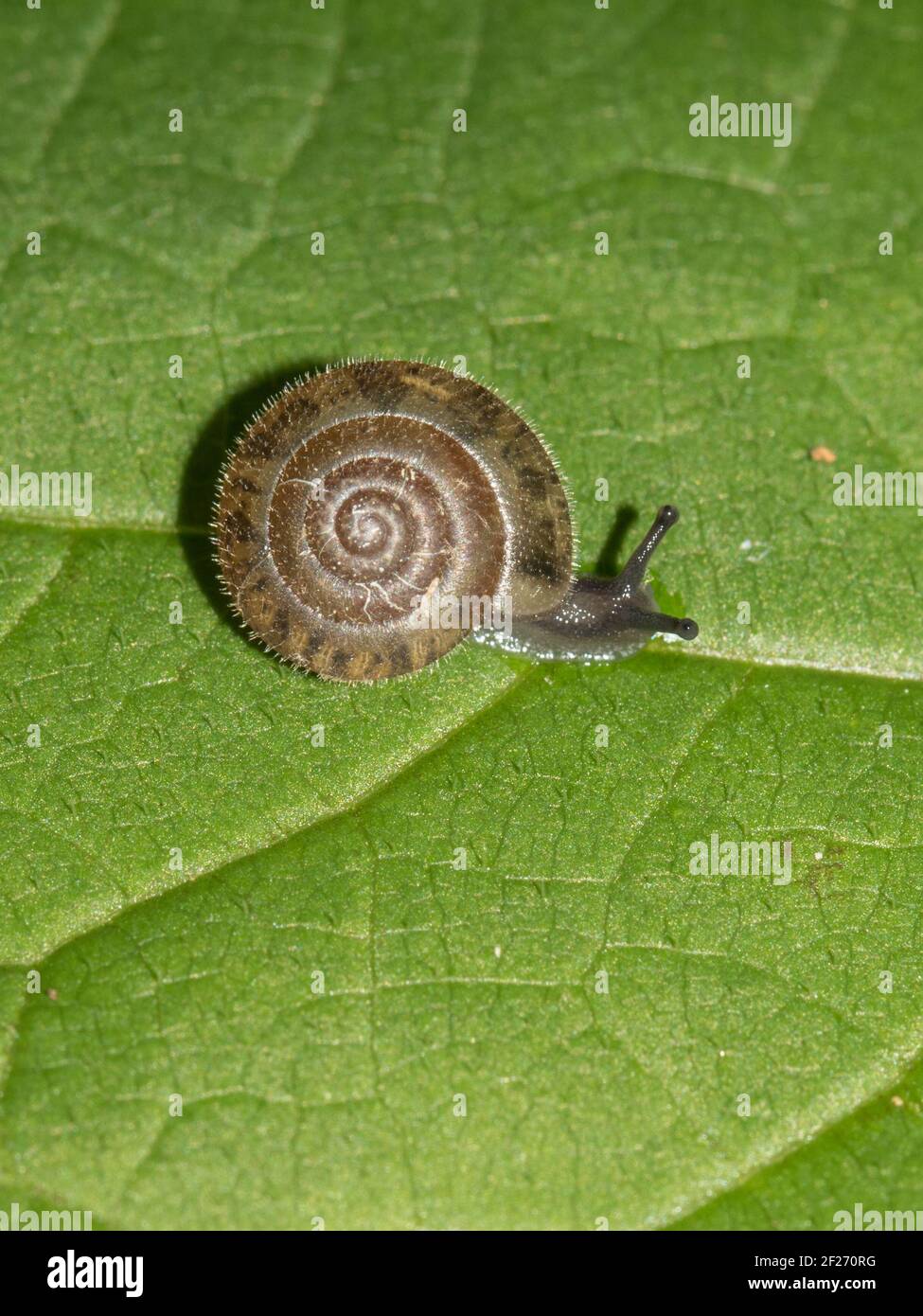 Hirsute snail hi-res stock photography and images - Alamy