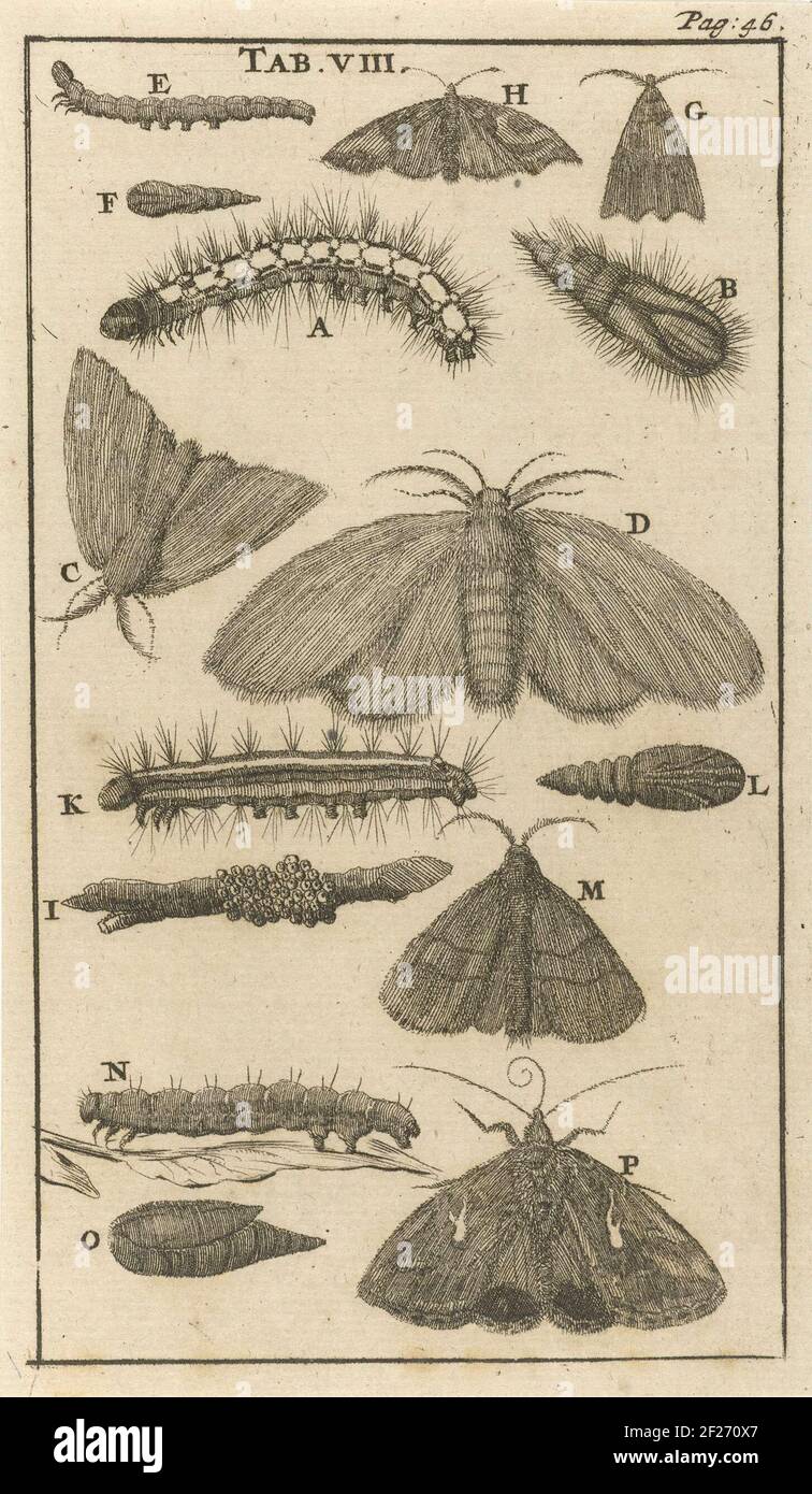 PRENT Middle and at the top right labeled: tab. VIII. Pag: 46 Stock ...