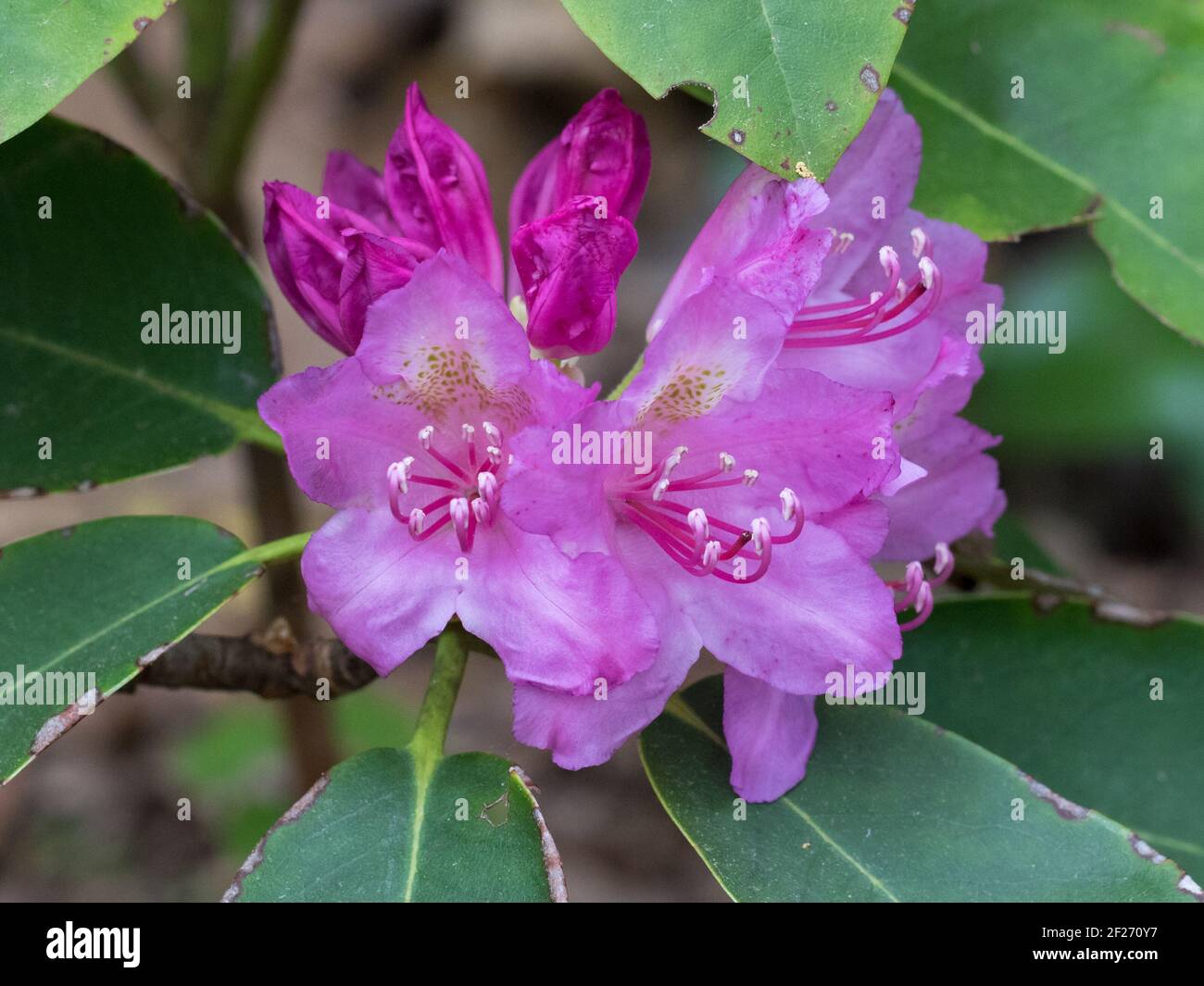 Catawba rhododendron rhododendron catawbiense hi-res stock photography ...