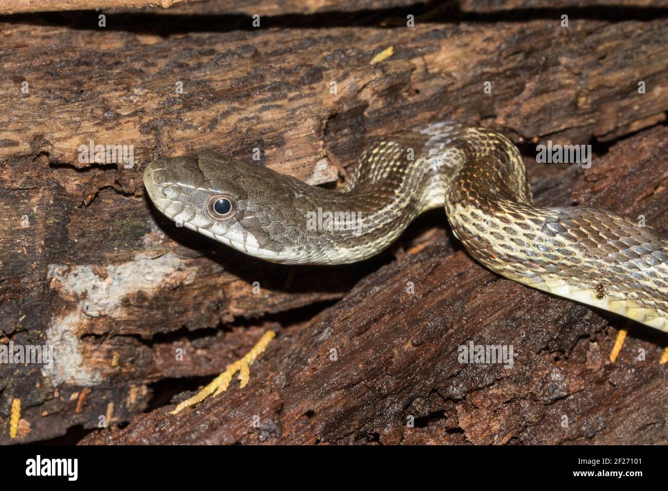Close-up of a gray rat snake, Pantherophis spiloides, from north ...