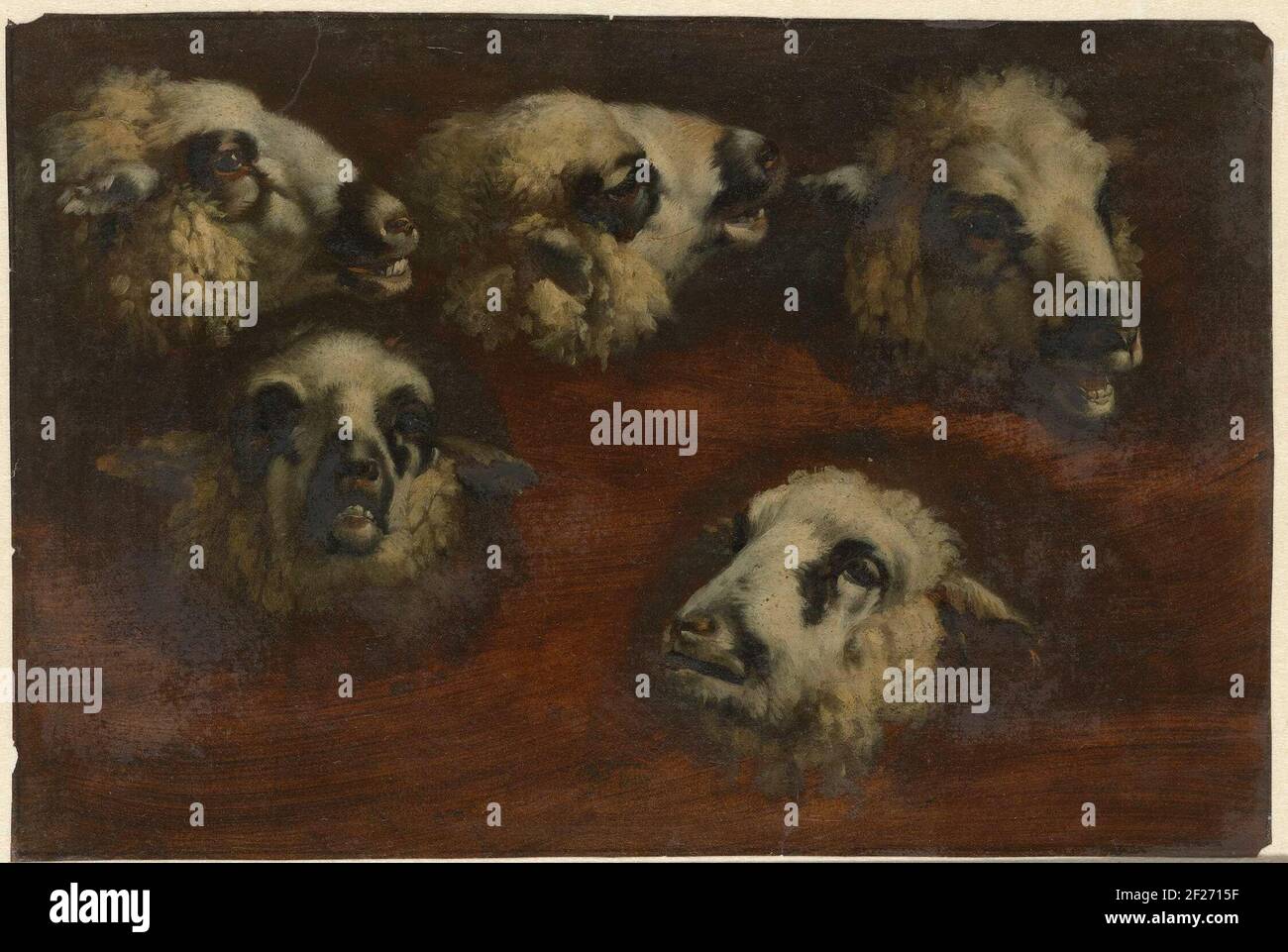 Study sheet with five sheep heads Stock Photo - Alamy
