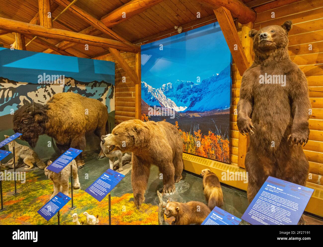 Canada, Yukon, Whitehorse, MacBride Museum, wildlife exhibit Stock ...
