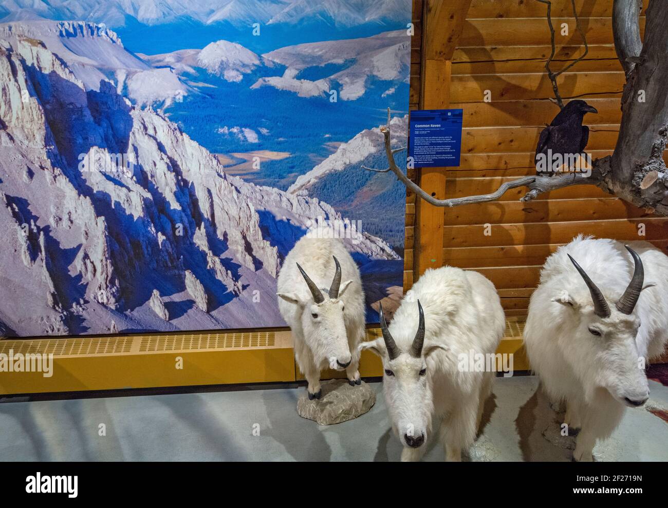 Mountain goat oreamnos americanus yukon hi-res stock photography and ...