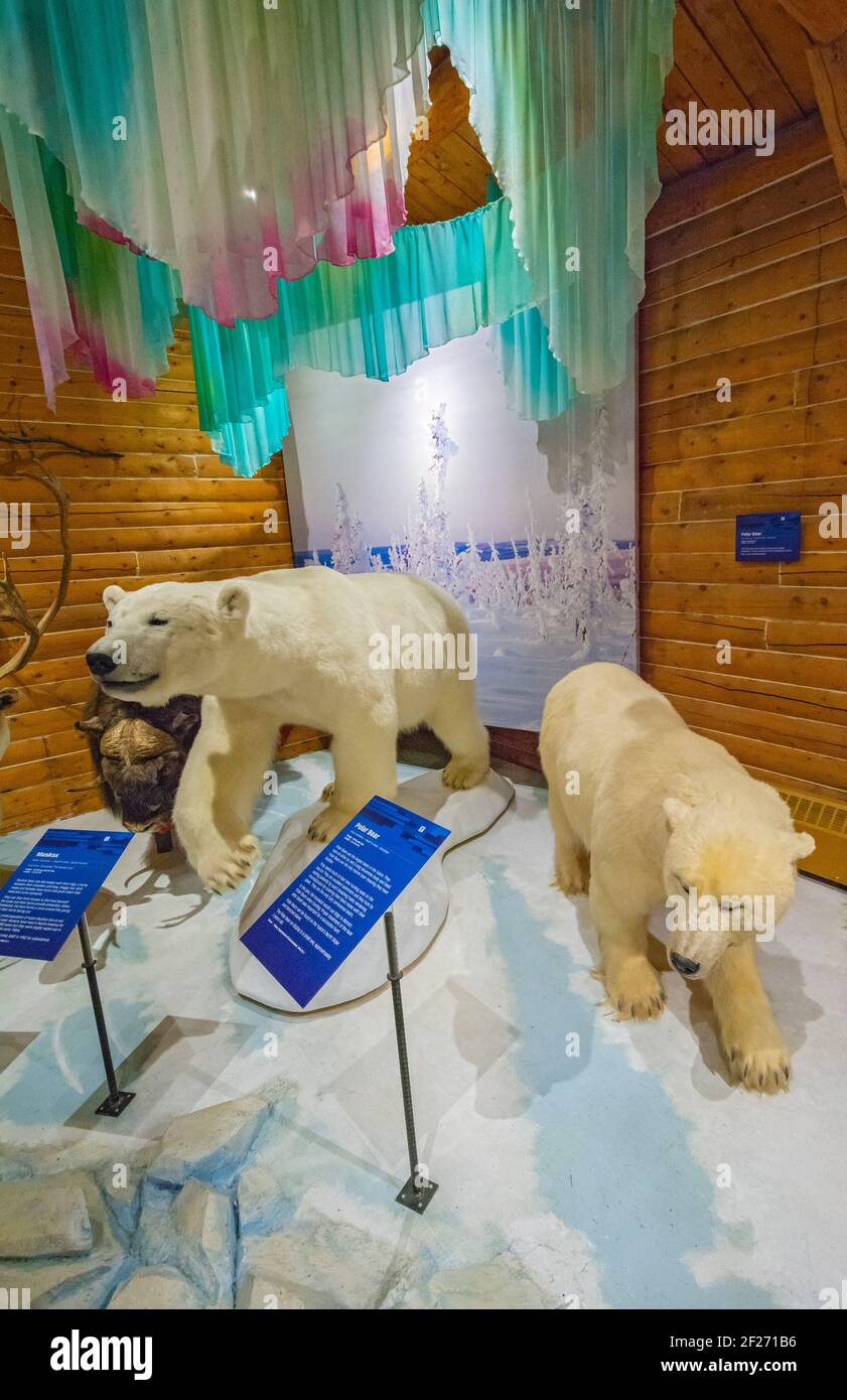 Canada, Yukon, Whitehorse, MacBride Museum, Polar Bears, Muskox in back ...