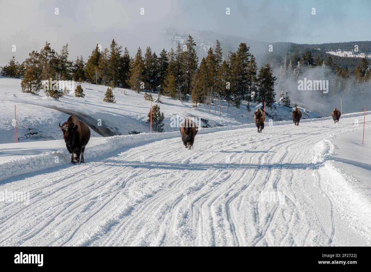 Bison bison herd walking hi-res stock photography and images - Alamy