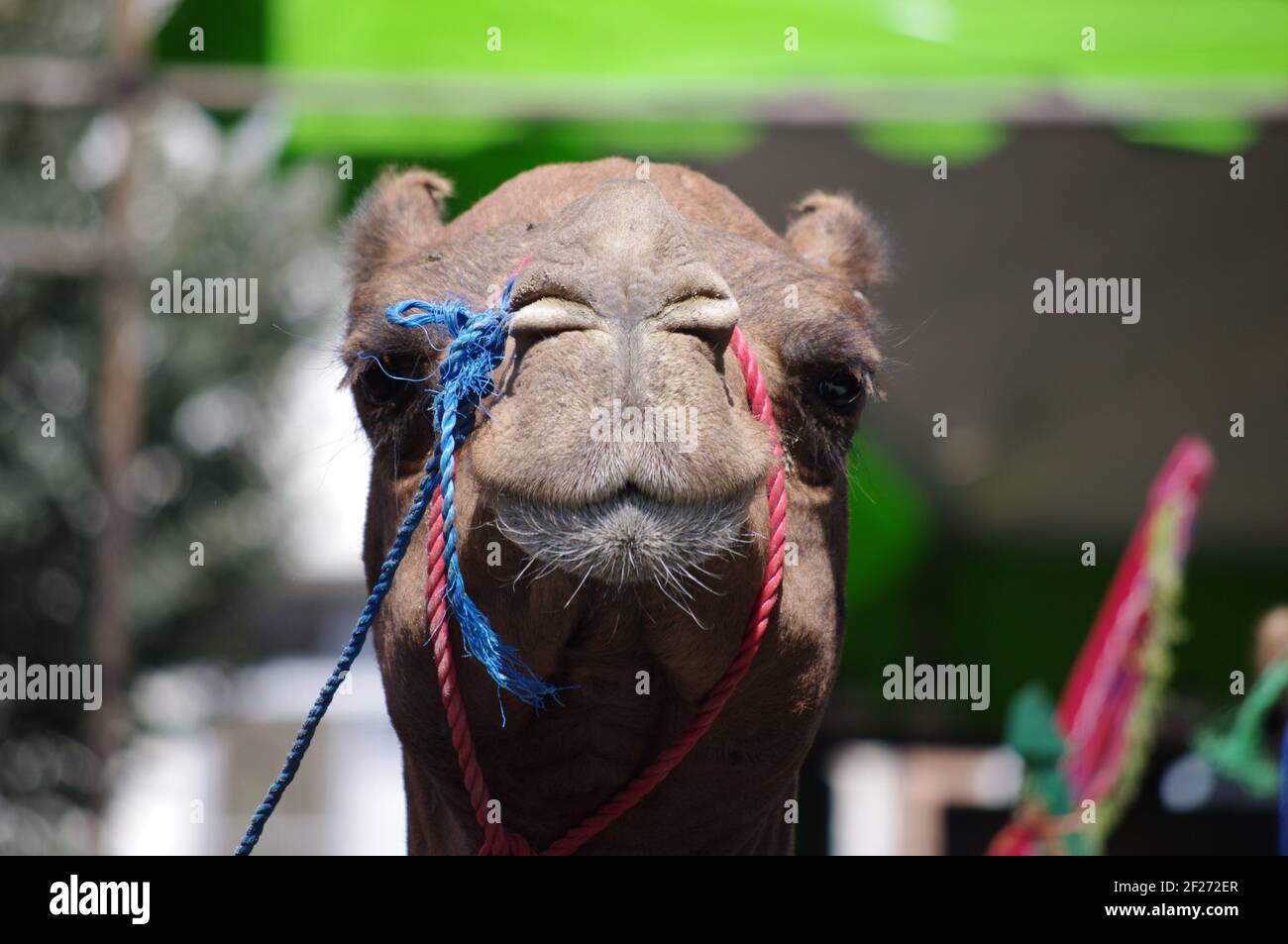 The full face of a camel with a blue and red strap closed with a green ...