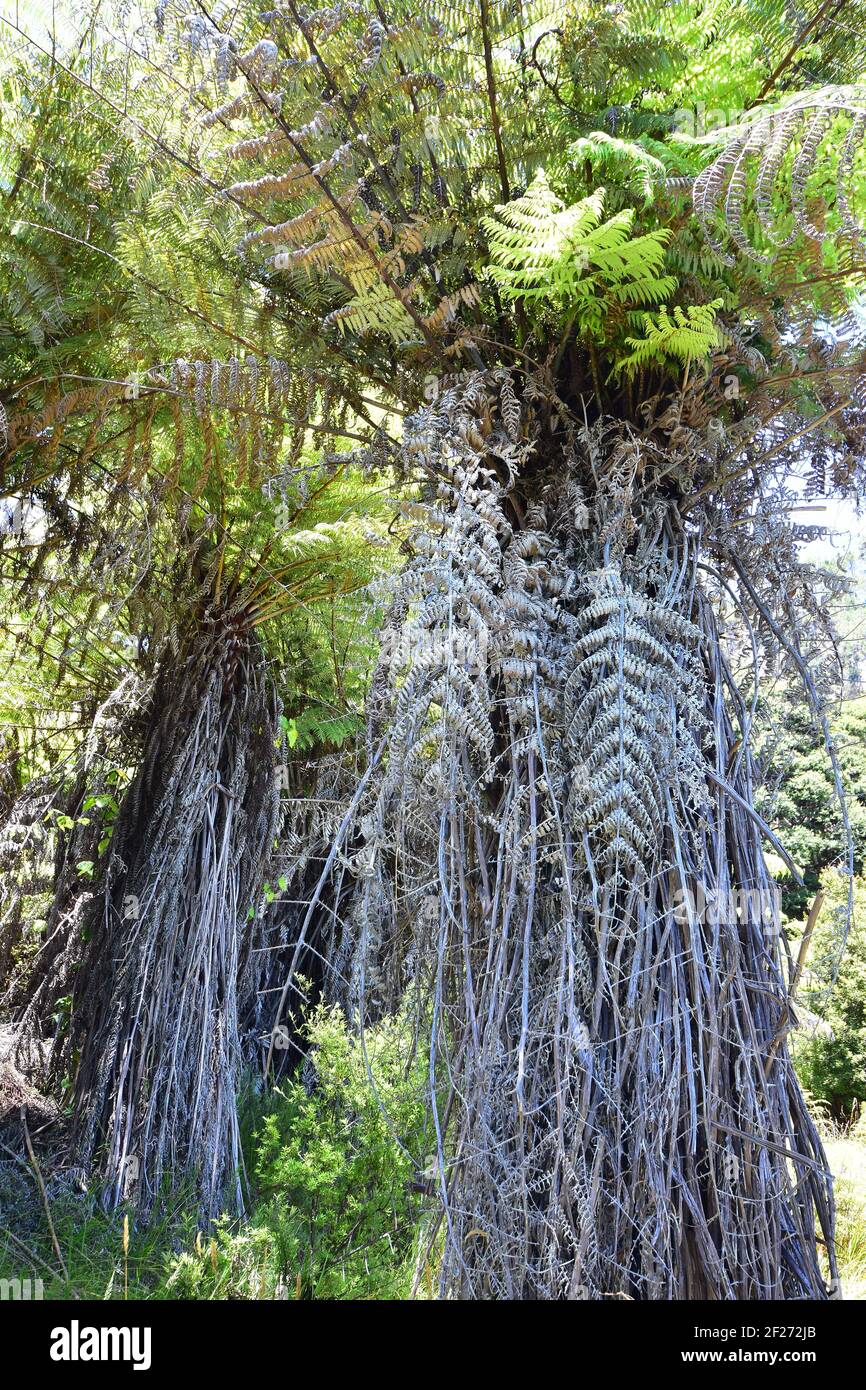 Detail of fern trees with dry branches hanging down while keeping green ...