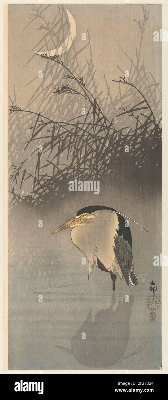 Heron at new moon.Ruger, standing in low water at reed collar, with new ...