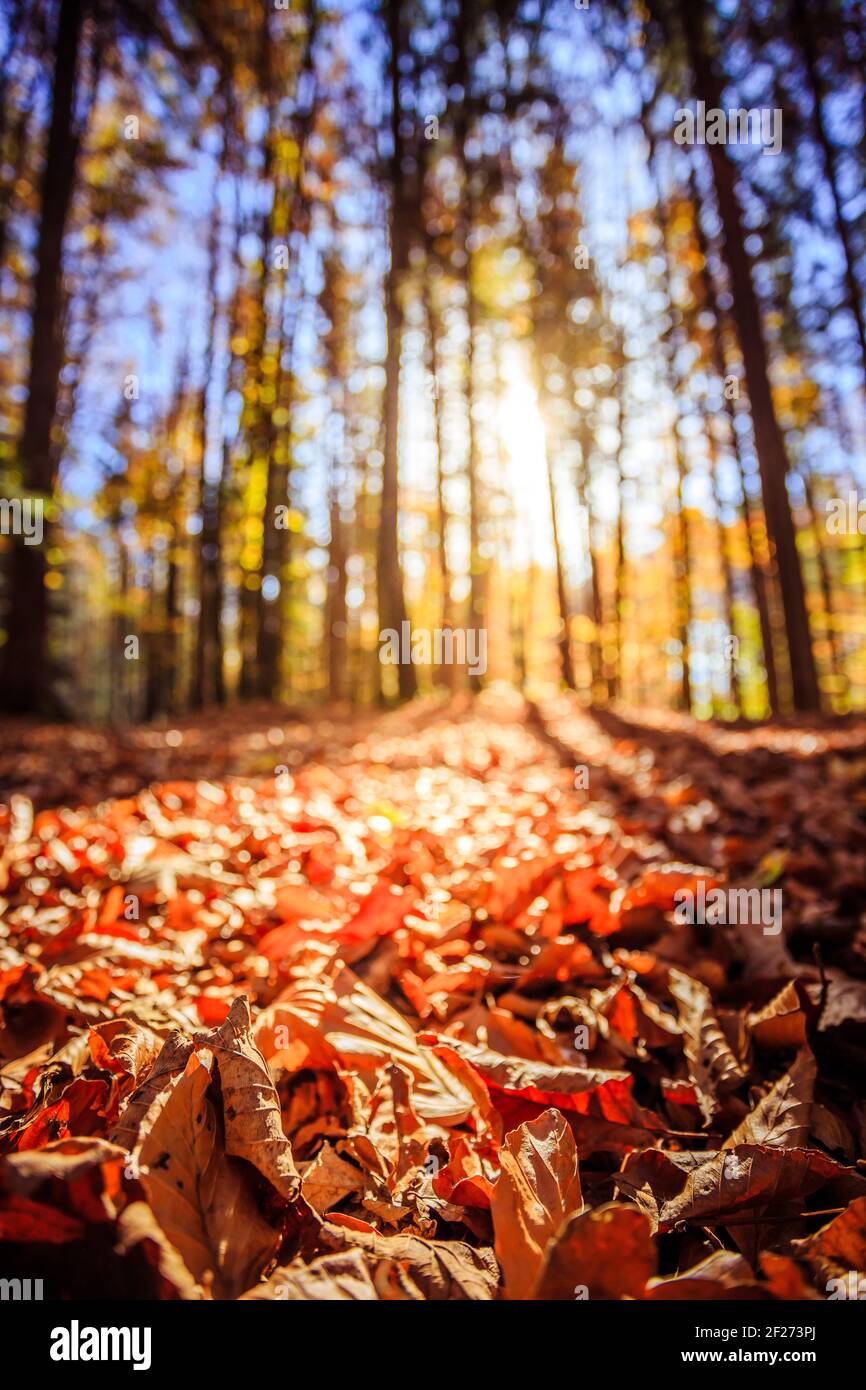 Forest landscape in autumn: Colorful leaves and positive atmosphere ...