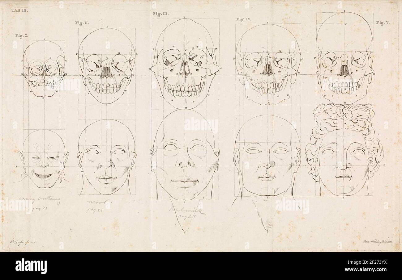 Skull studies hi-res stock photography and images - Alamy
