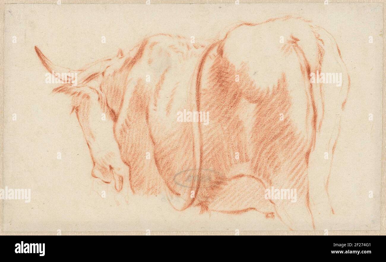 Study of a cow, diagonally from behind Stock Photo - Alamy