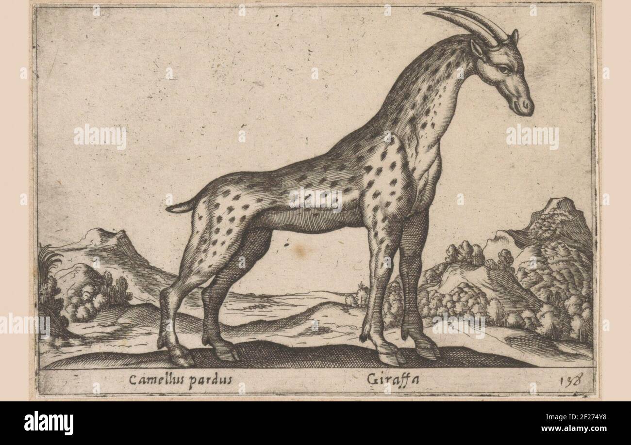 Camellus hi-res stock photography and images - Alamy