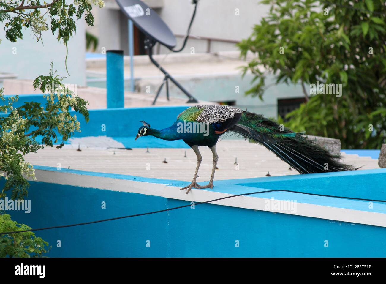 a beautiful peacock on a white-blue structure with trees and satellites ...