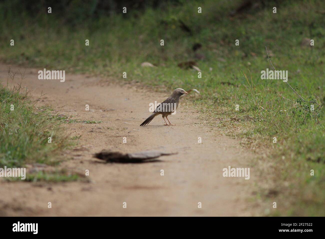 an isolated gray bird on a narrow footpath surrounded by grass Stock ...