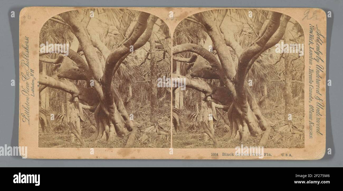 Black Rubber Tree, Fla., U.S.A Stock Photo - Alamy