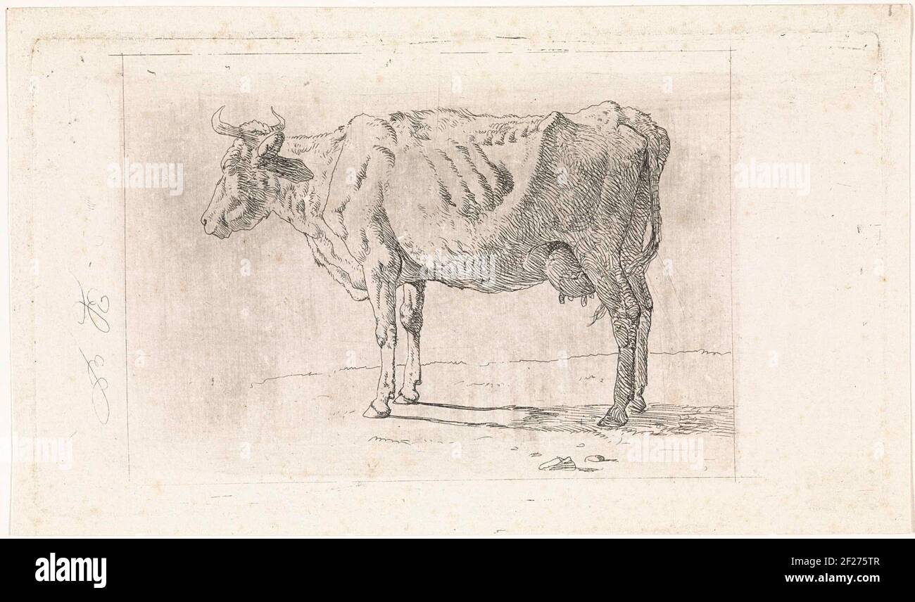 Standing cow, to the left Stock Photo - Alamy