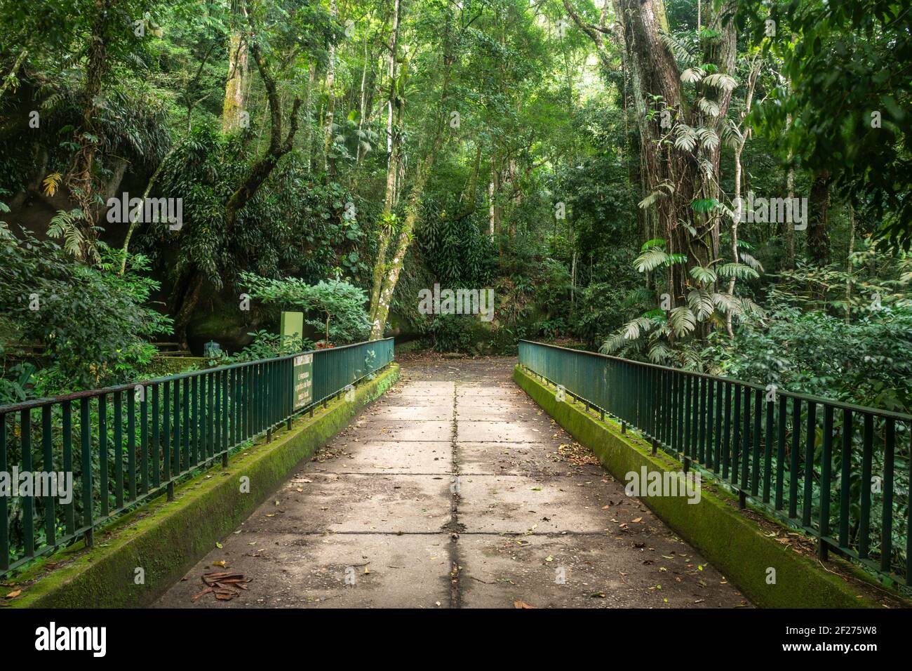 Rain rainforest bridge wood hi-res stock photography and images - Alamy