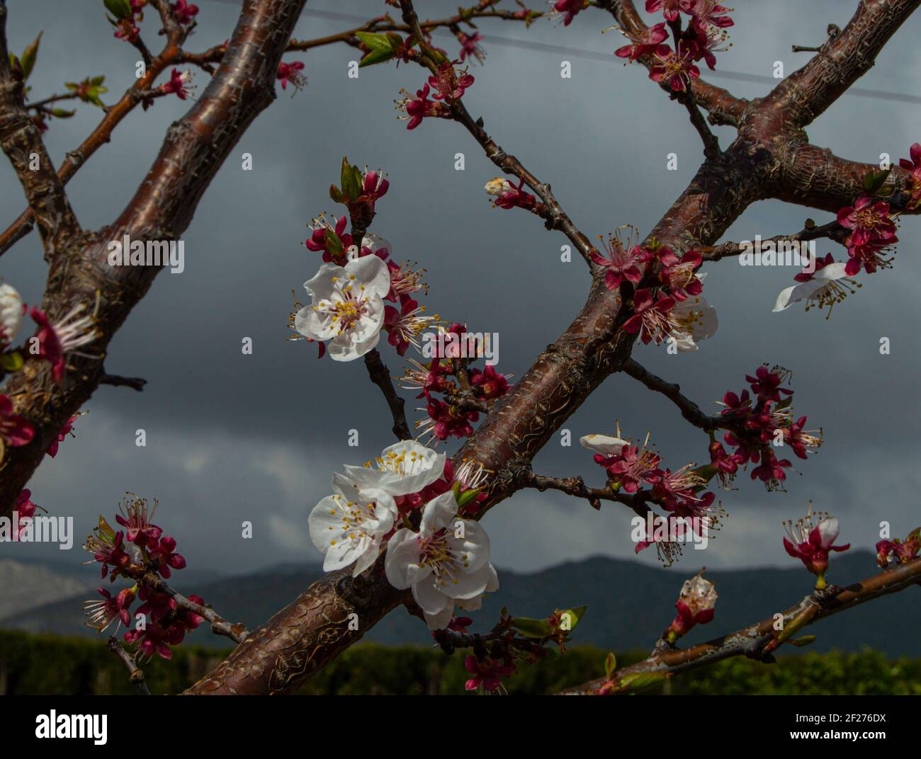 árbol de rama hi-res stock photography and images - Alamy